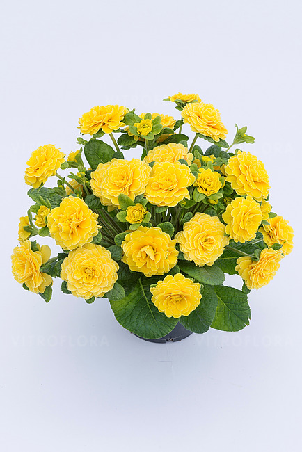 Prima Belarina Spring Sun- Vitroflora