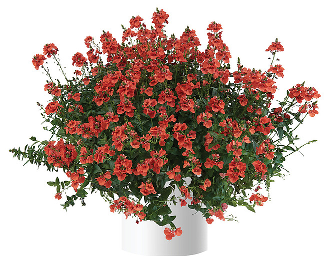 FloraSet Diascia- Vitroflora