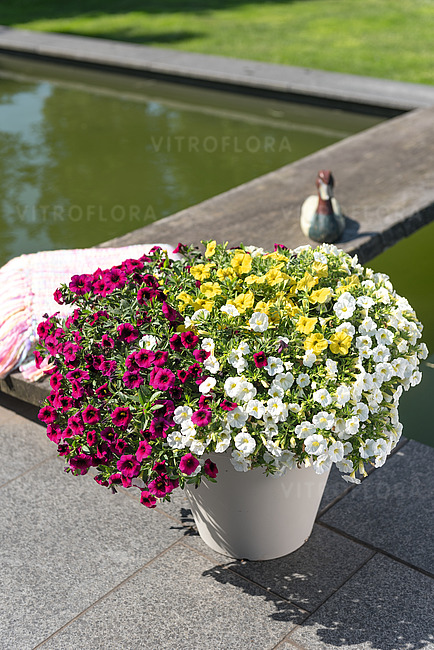 Floraset Hana 2026- Vitroflora