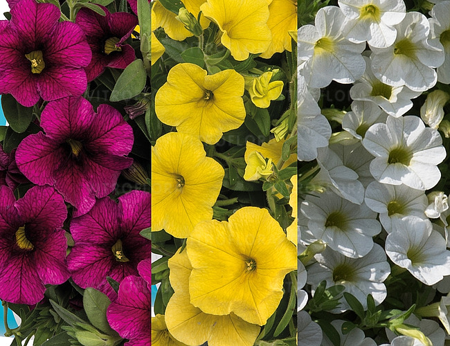 Floraset Hana 2026- Vitroflora