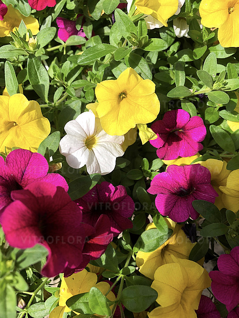 Floraset Hana 2026- Vitroflora