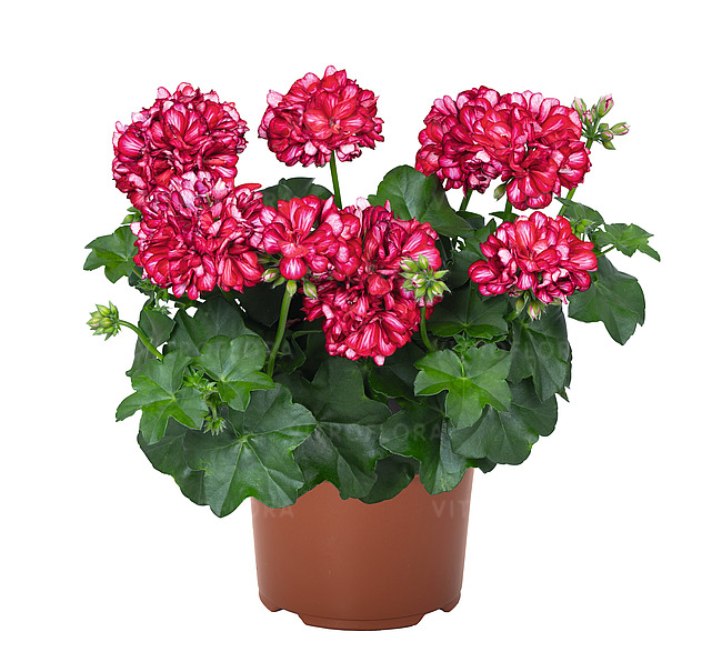 Great Balls of Fire™ Red Bicolor 2024- Vitroflora