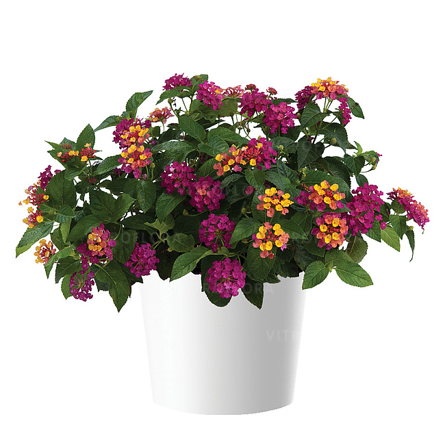 FloraSet Gem- Vitroflora