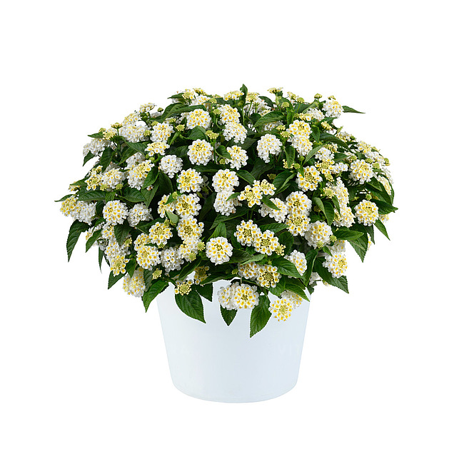 FloraSet Gem- Vitroflora