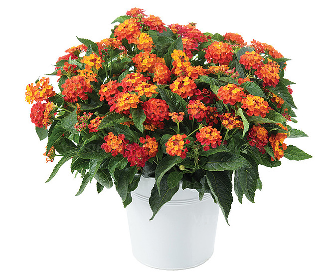 FloraSet Gem- Vitroflora