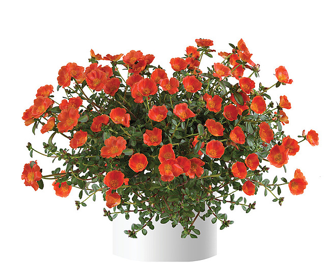 FloraSet Mega Pazzaz 1- Vitroflora