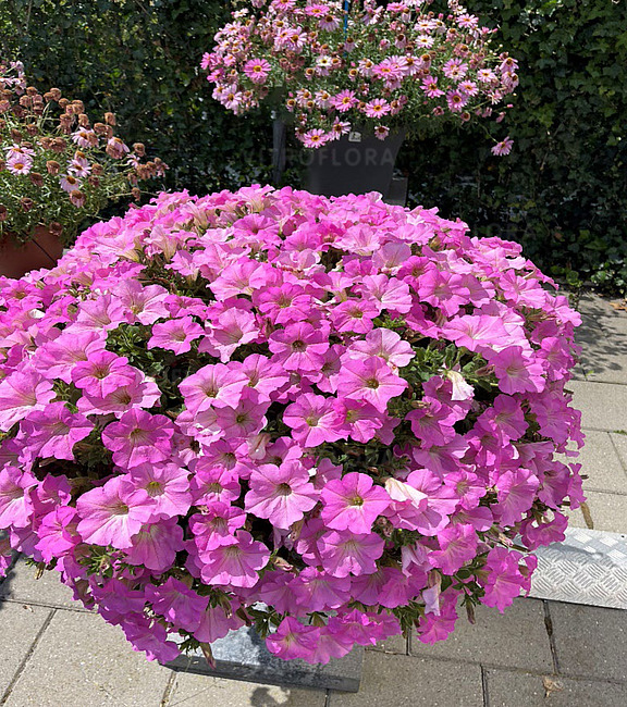 Surfinia Trailing Big Pink- Vitroflora