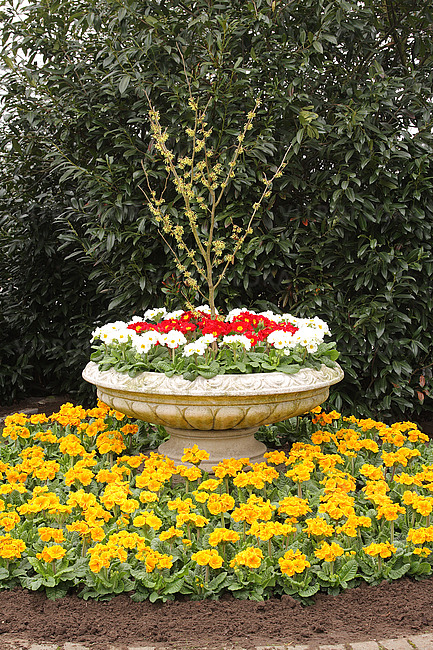 Hethor Stiletto Mix - mid- Vitroflora