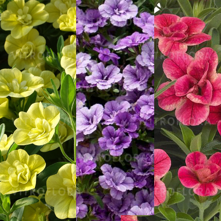 FloraSet Calibrachoa Aloha Double- Vitroflora