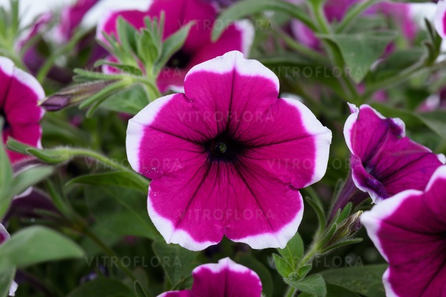 Cascadias Rim Cherry Imp.- Vitroflora