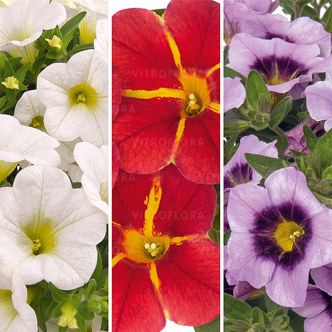 FloraSet Calibrachoa 1- Vitroflora