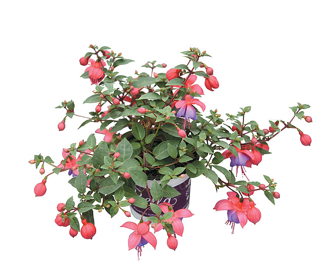Bella Fuchsia® Maria- Vitroflora