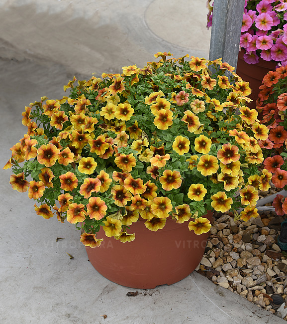 Petchoa Beautical Caramel Yellow- Vitroflora