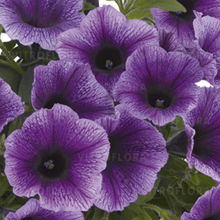 Potunia™ Plus Denim- Vitroflora