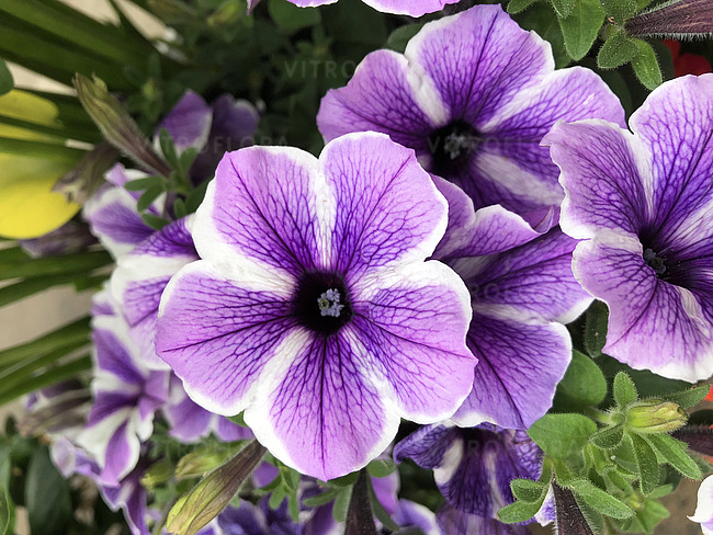 Sweetunia™ Peppy Starfish- Vitroflora
