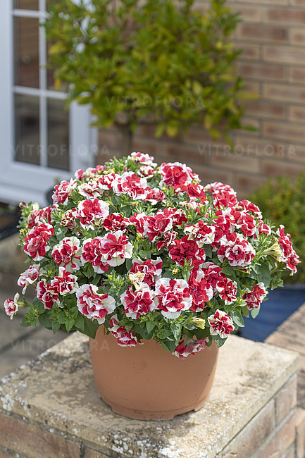 Tumbelina Scarlet Ripple- Vitroflora